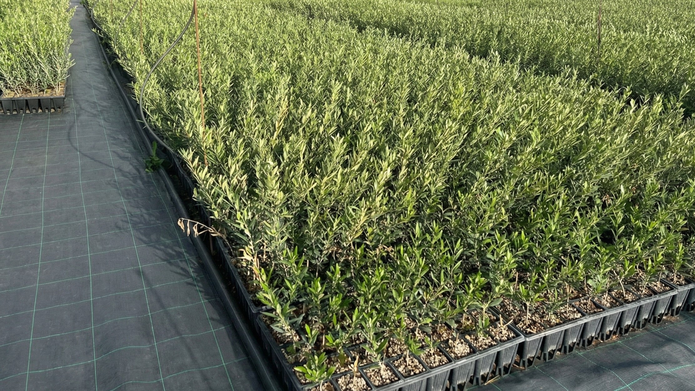 Plantel de olivos: producción de primavera en nuestro vivero. - Fyton